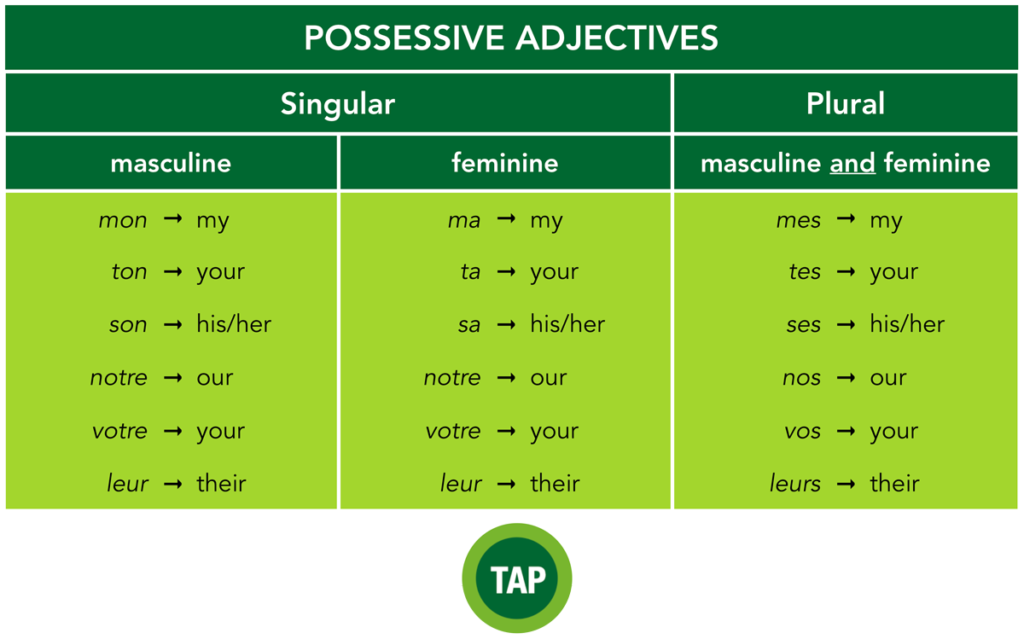 French Beginner Leçon 5 – POSSESSIVE ADJECTIVES